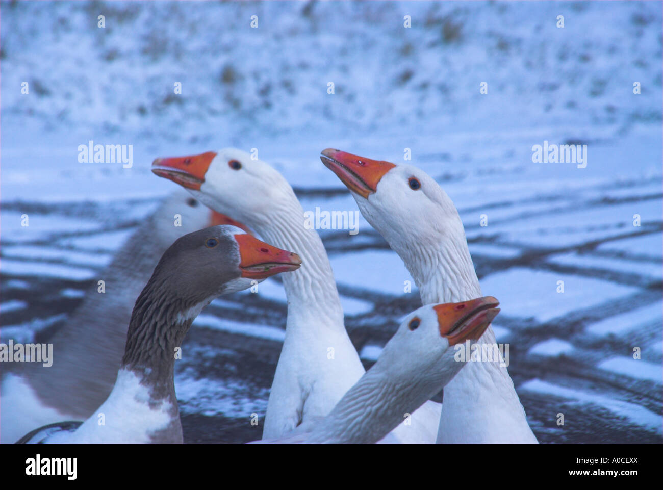 Europe flu hi-res stock photography and images - Alamy