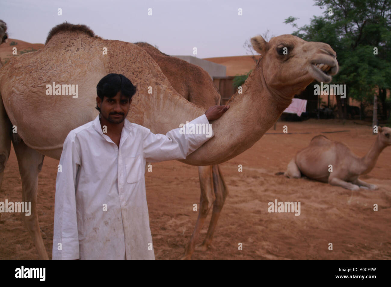 Camel rearing hi-res stock photography and images - Alamy