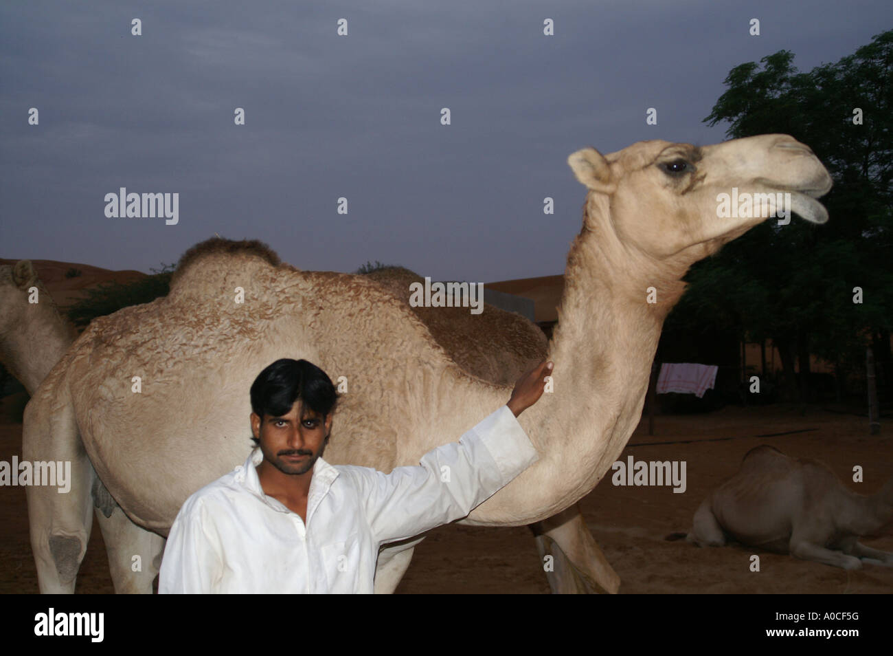 Camel rearing hi-res stock photography and images - Alamy