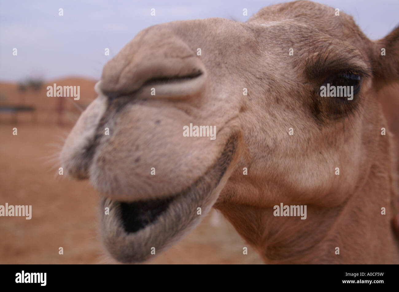 Comical camel face smile Stock Photo - Alamy
