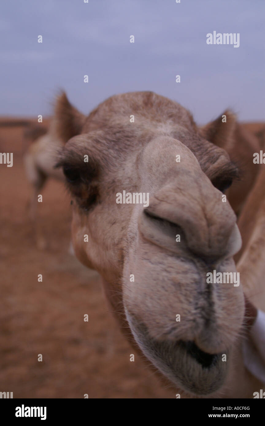 Comical camel face smile Stock Photo - Alamy