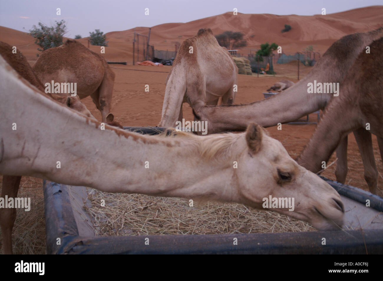 Camel rearing hi-res stock photography and images - Alamy