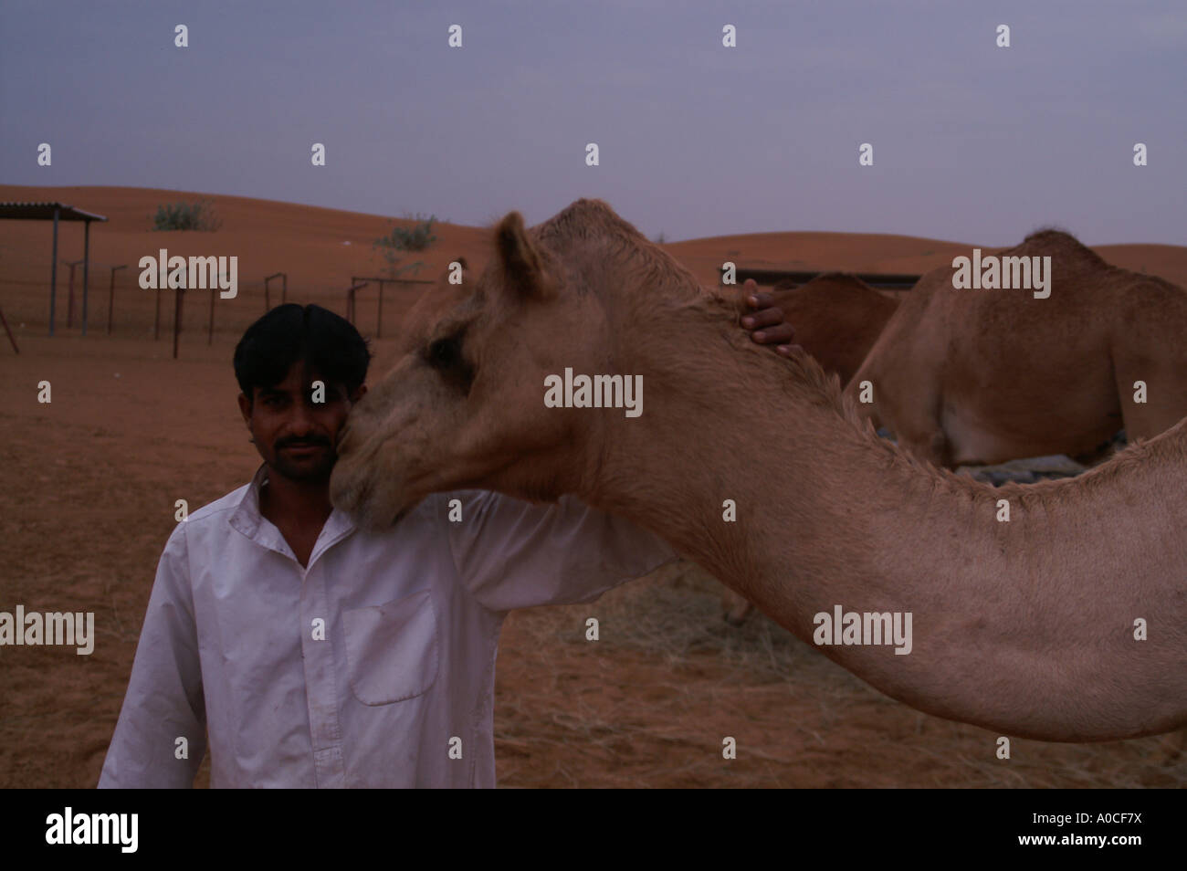 Camel farm Dubai Stock Photo - Alamy