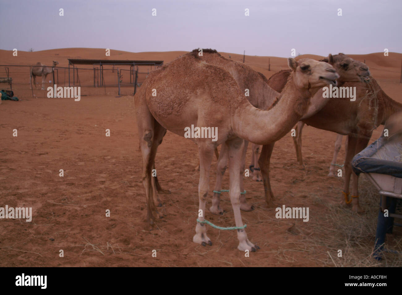Camel rearing hi-res stock photography and images - Alamy