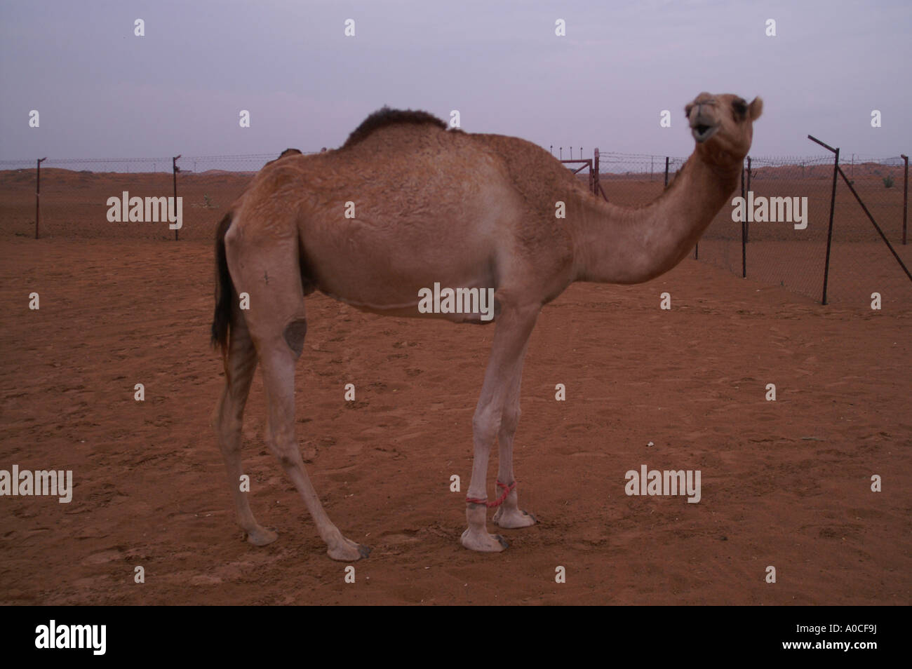Camel rearing hi-res stock photography and images - Alamy