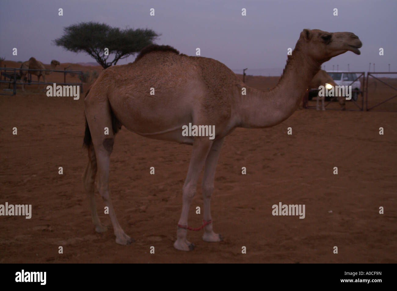Camel rearing hi-res stock photography and images - Alamy