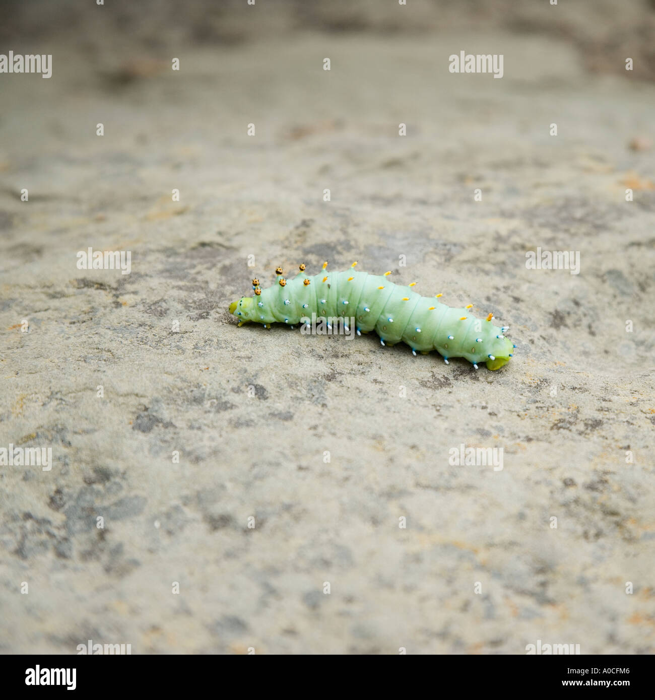 Closeup of a green worm Stock Photo - Alamy