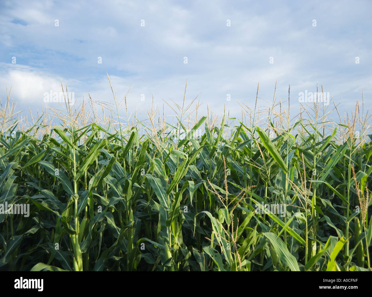Cornfields hi-res stock photography and images - Alamy