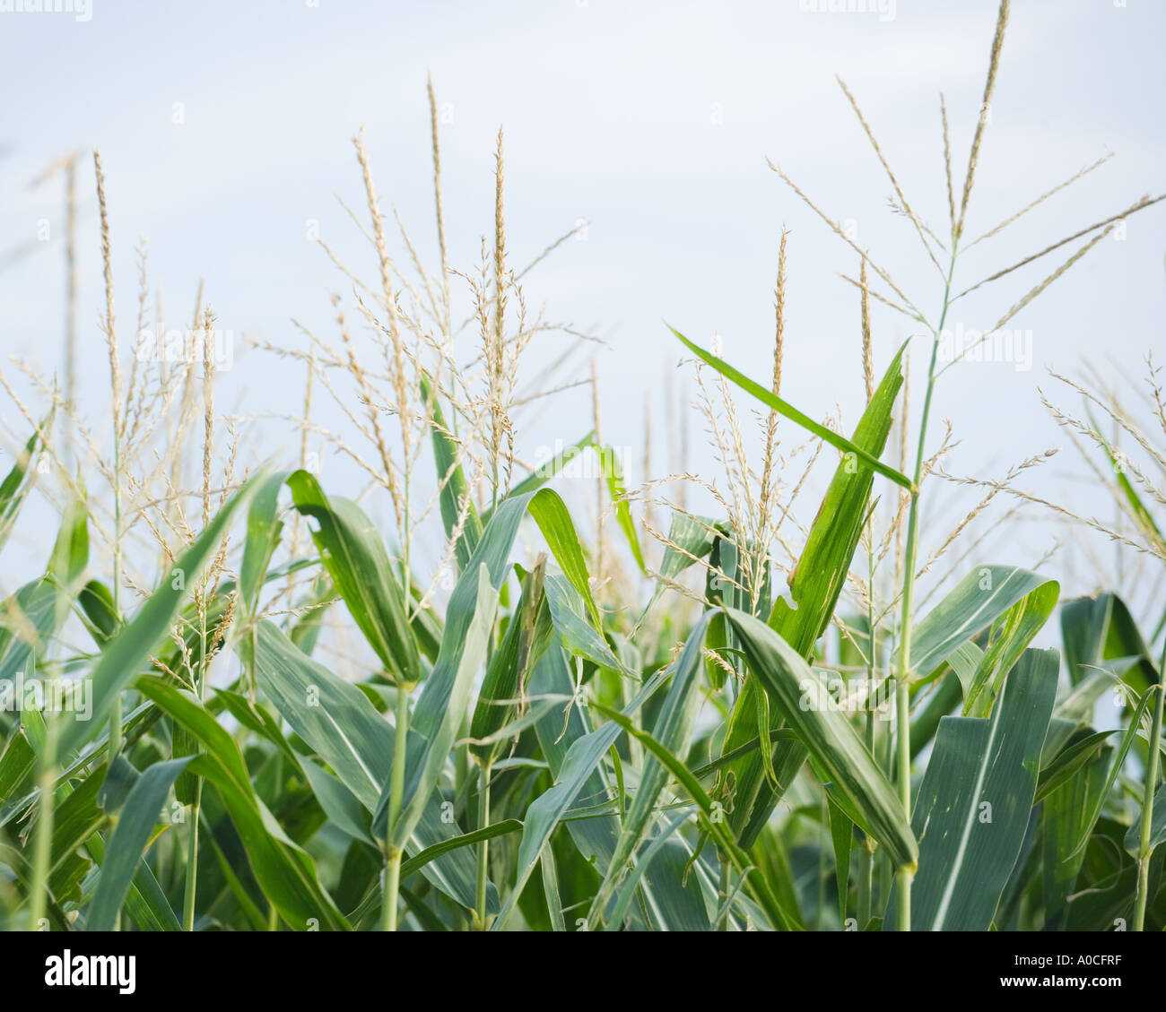 Cornfields in Minnesota USA Stock Photo - Alamy