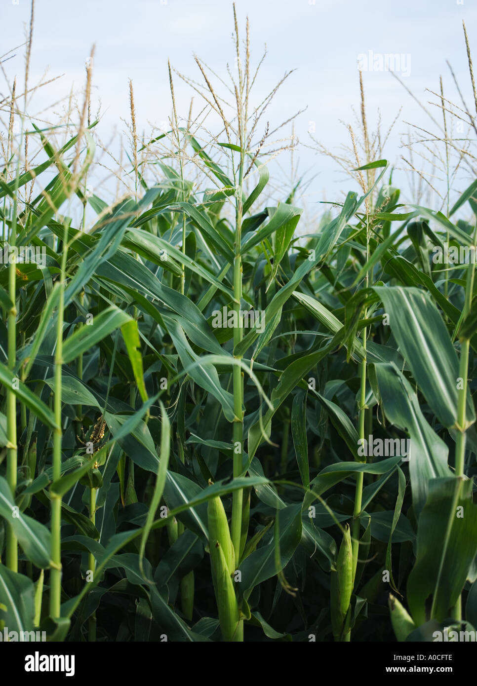 Cornfields hi-res stock photography and images - Alamy