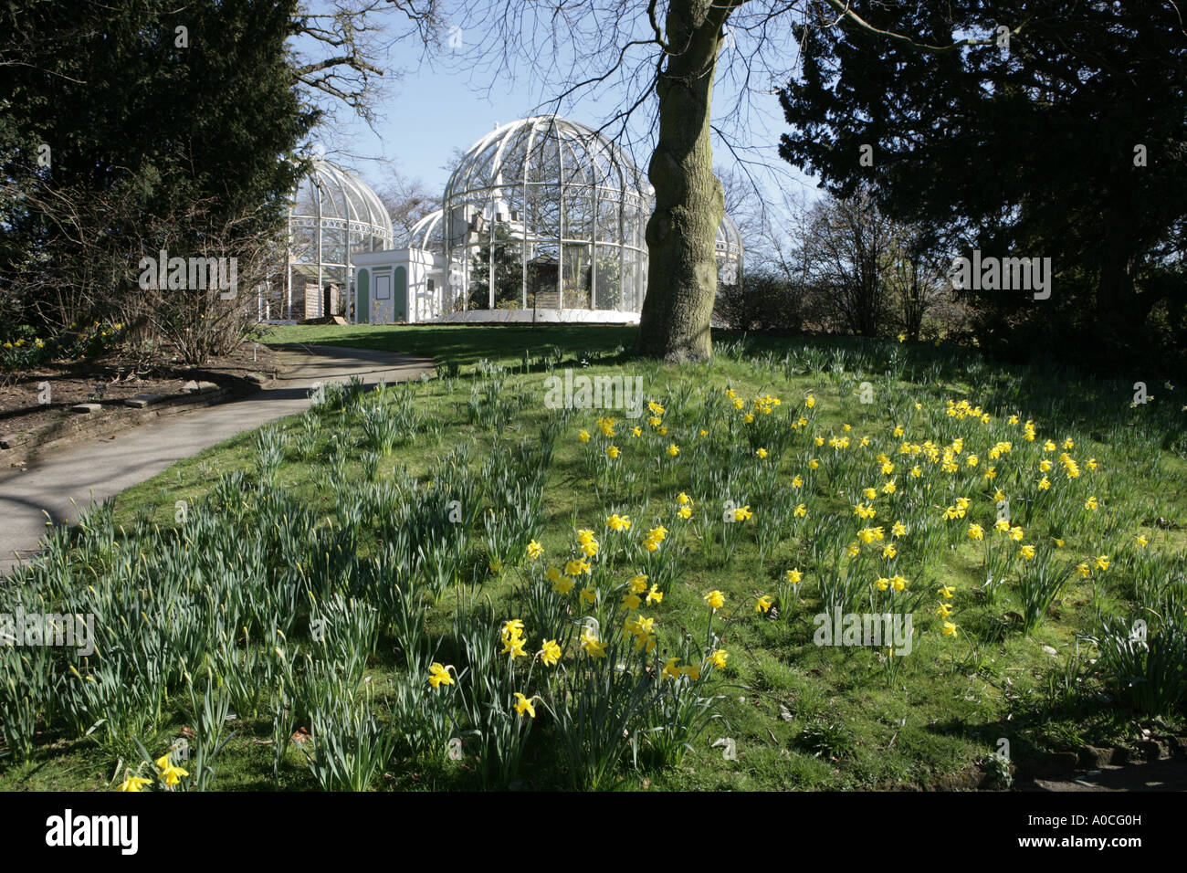 Birmingham botanical gardens daffodils hi-res stock photography and ...