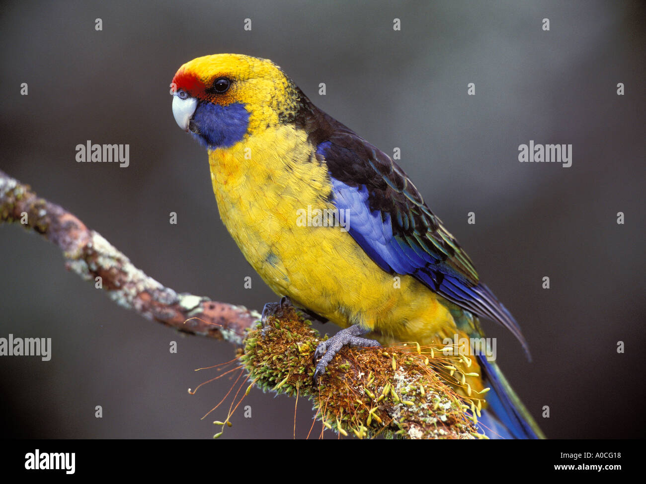 GREEN ROSELLA Platycercus caledonicus Adult male Tasmania Australia ...
