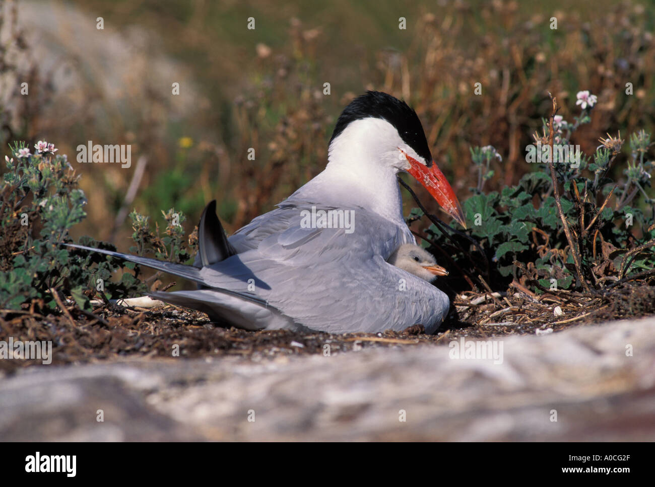 Australian largest hi-res stock photography and images - Alamy