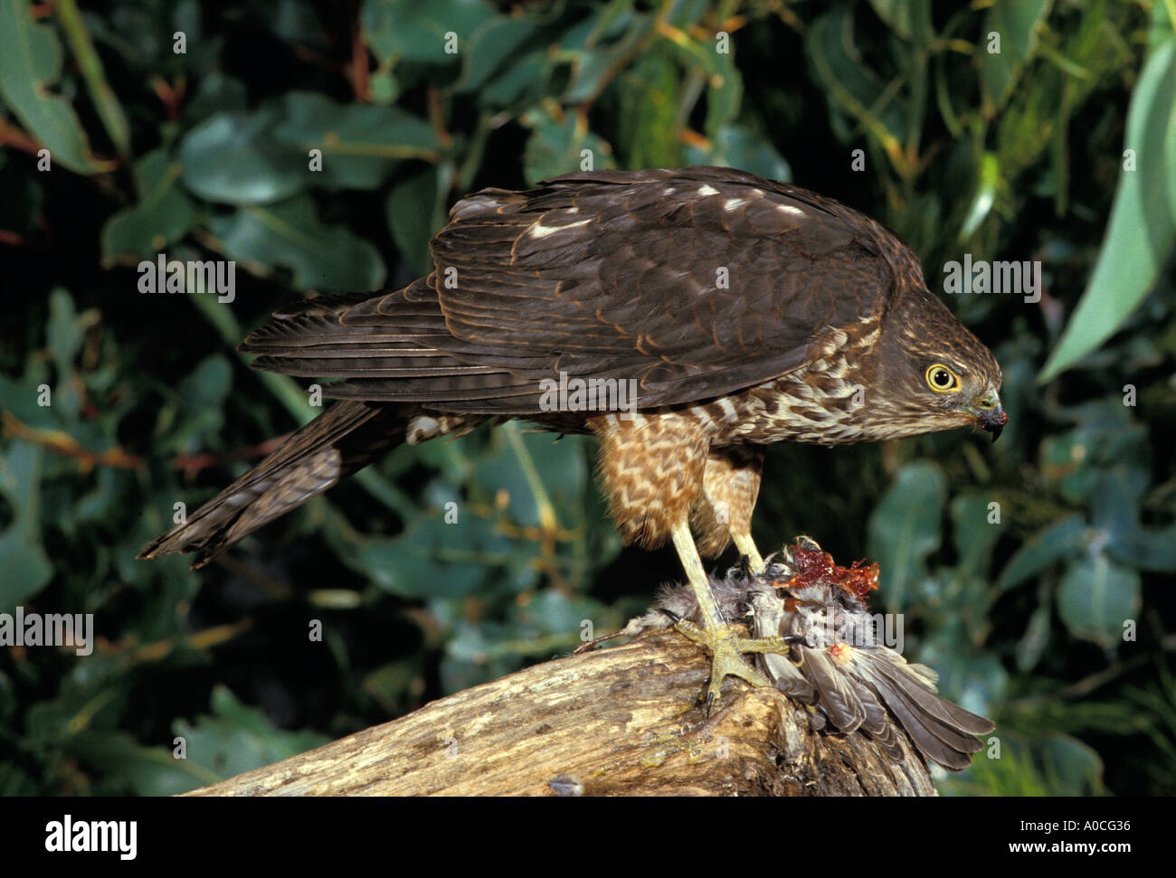COLLARED SPARROWHAWK Accipiter cirrhocephalus Female with prey Tasmania ...
