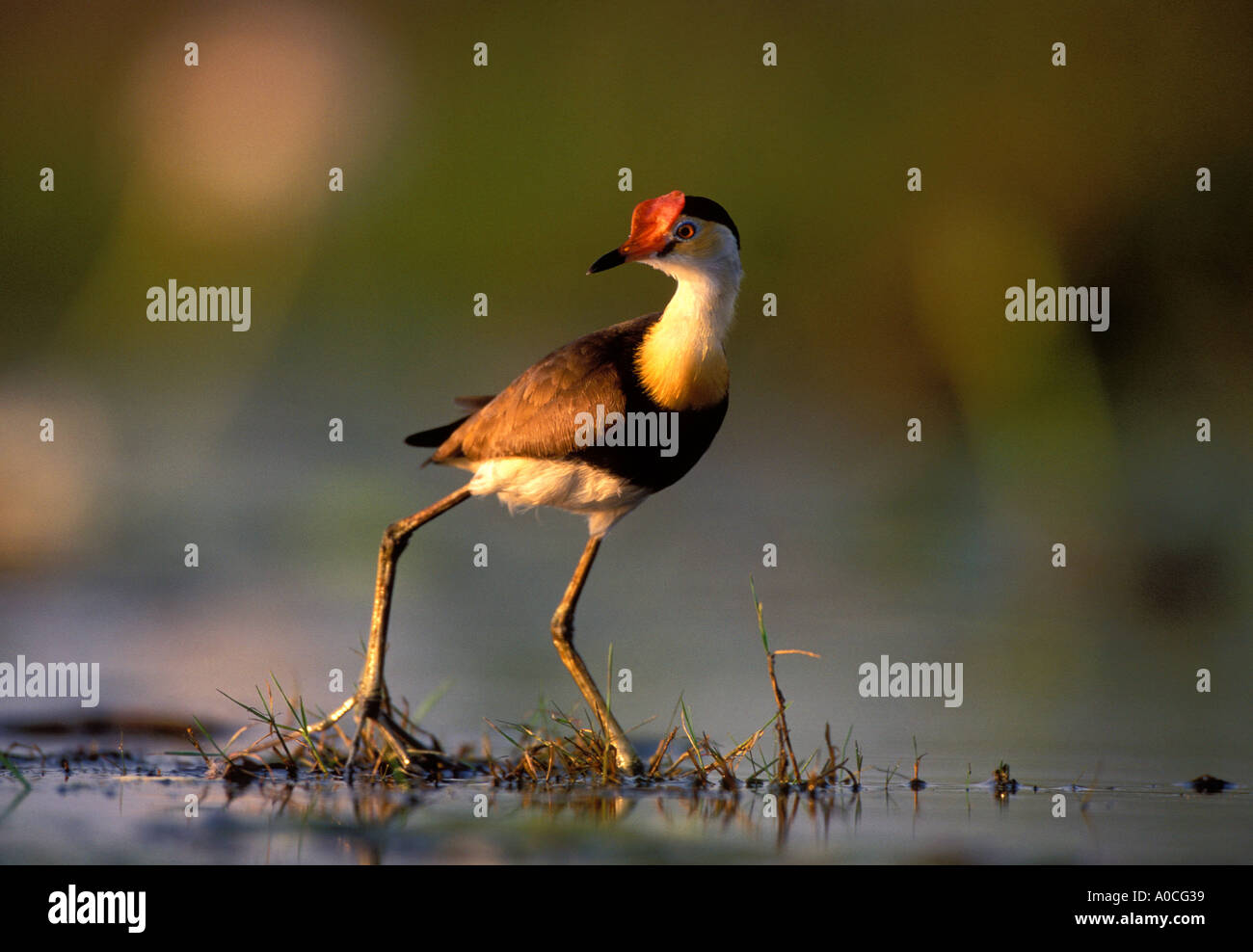 Lily trotter hi-res stock photography and images - Alamy