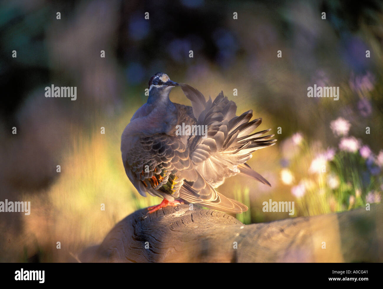 COMMON BRONZEWING Phaps chalcoptera South Australia Stock Photo - Alamy