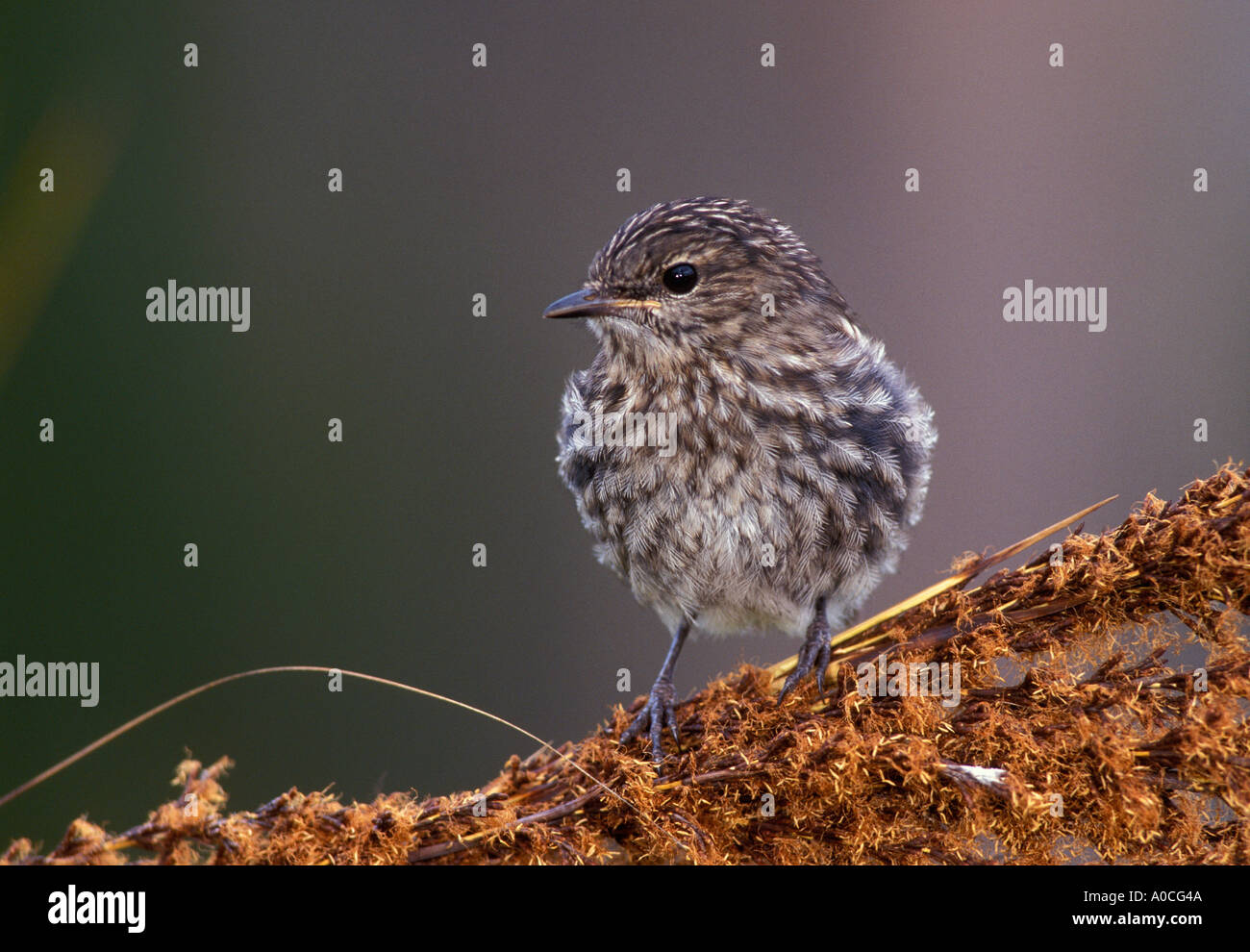 Dusky Robin Melanodryas vittata Juvenile Tasmania Australia Stock Photo ...