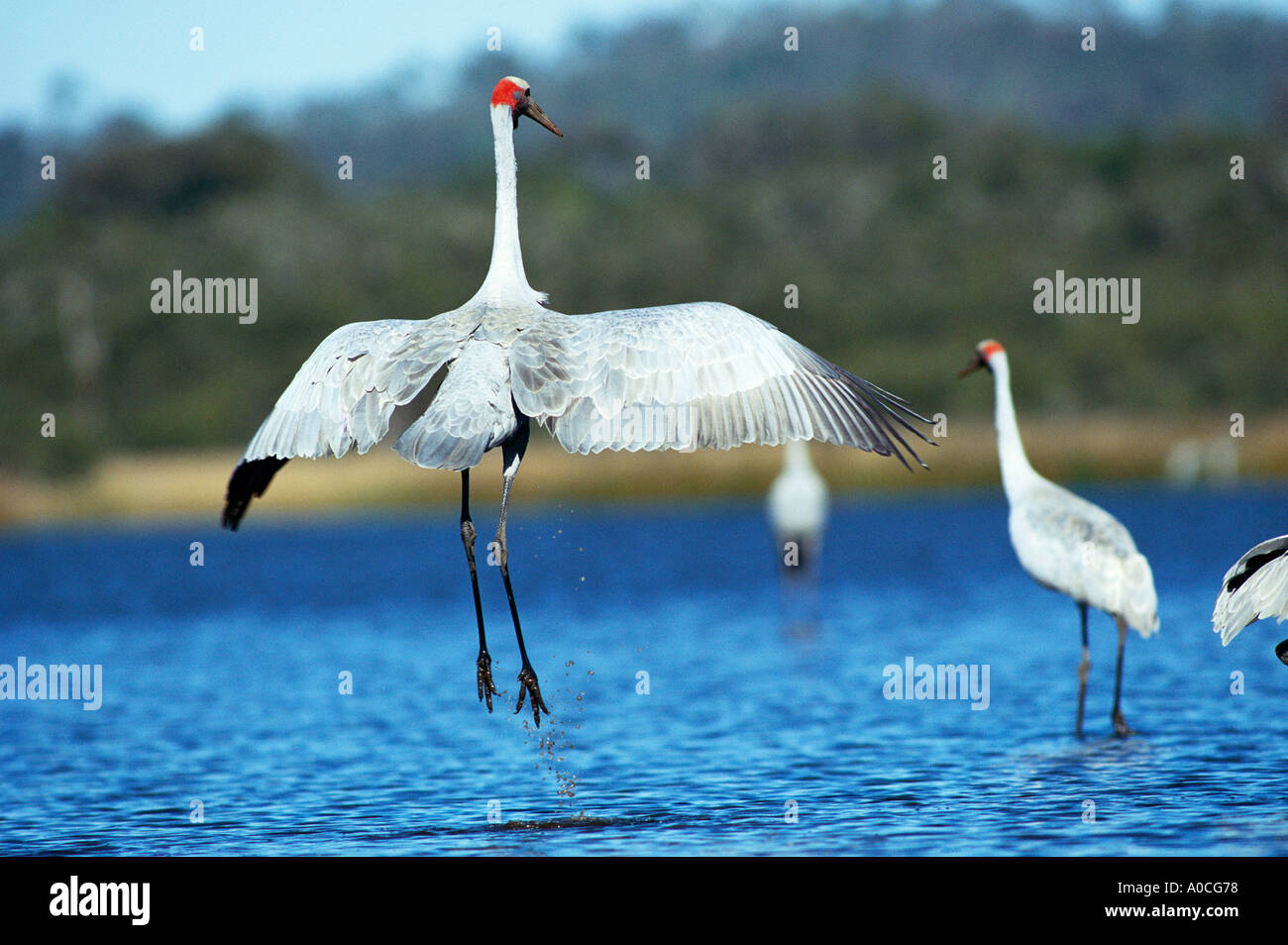 Brolga Queensland Australia High Resolution Stock Photography and ...
