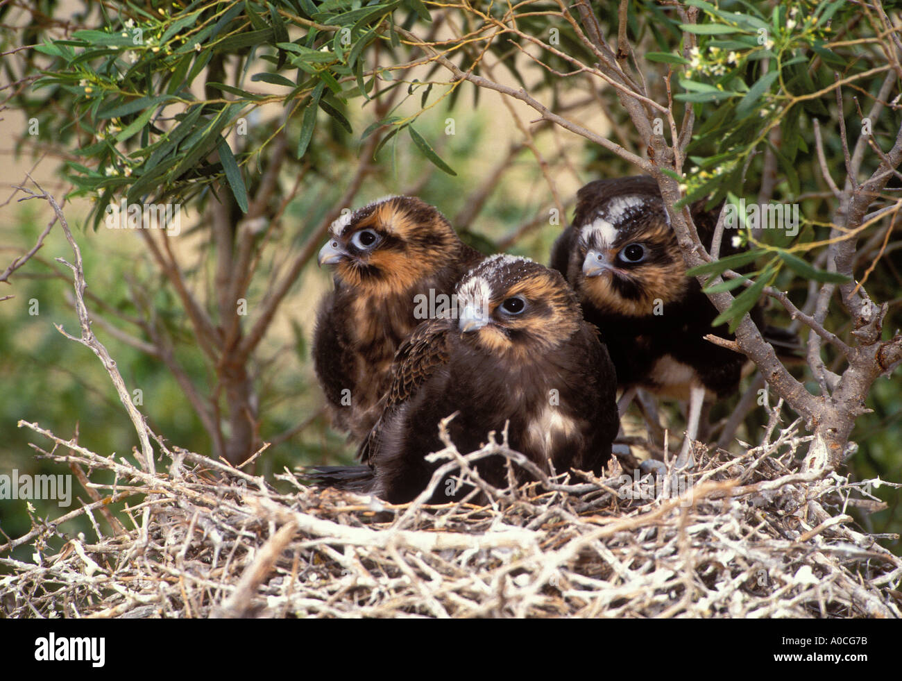Brown Falcon Falco berigora Fully grown chicks in nest Nullarbor plain ...
