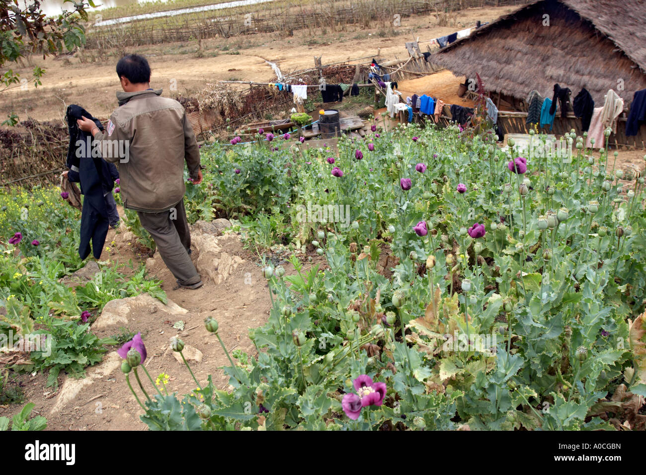 Opium farm hi-res stock photography and images - Alamy