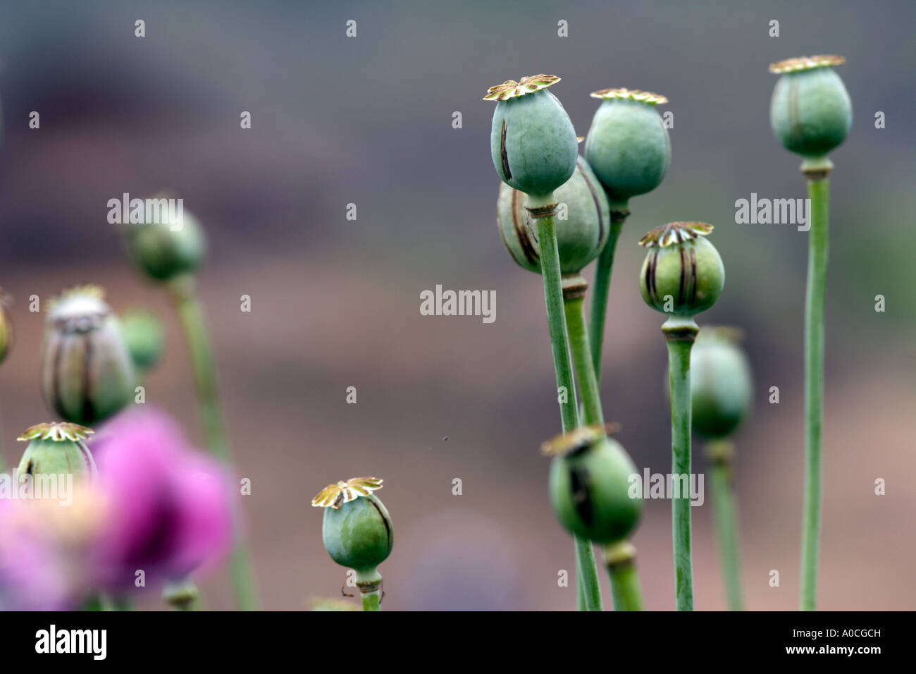 Poppy laos hi-res stock photography and images - Alamy