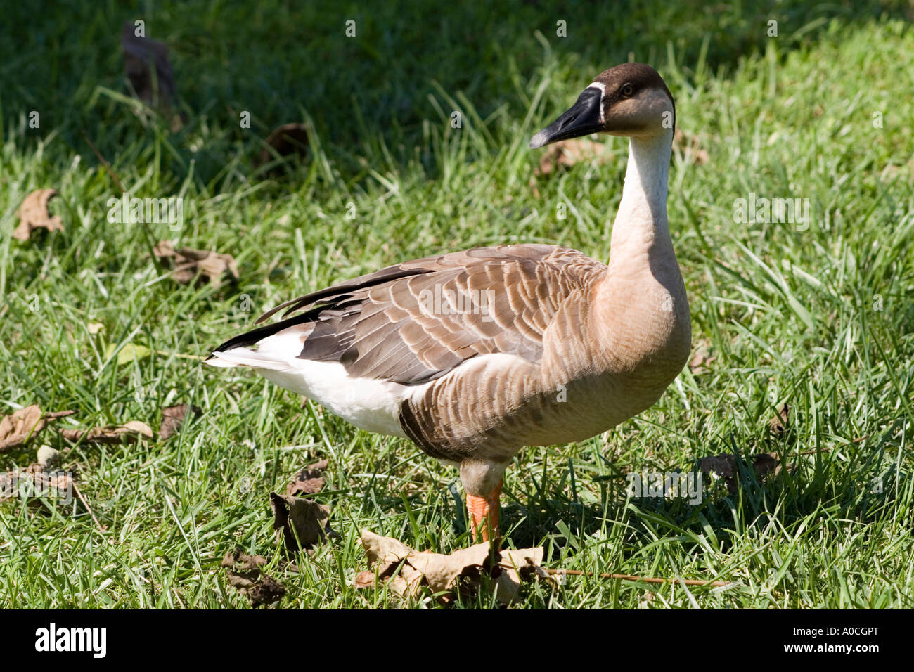 Gose no hi-res stock photography and images - Alamy