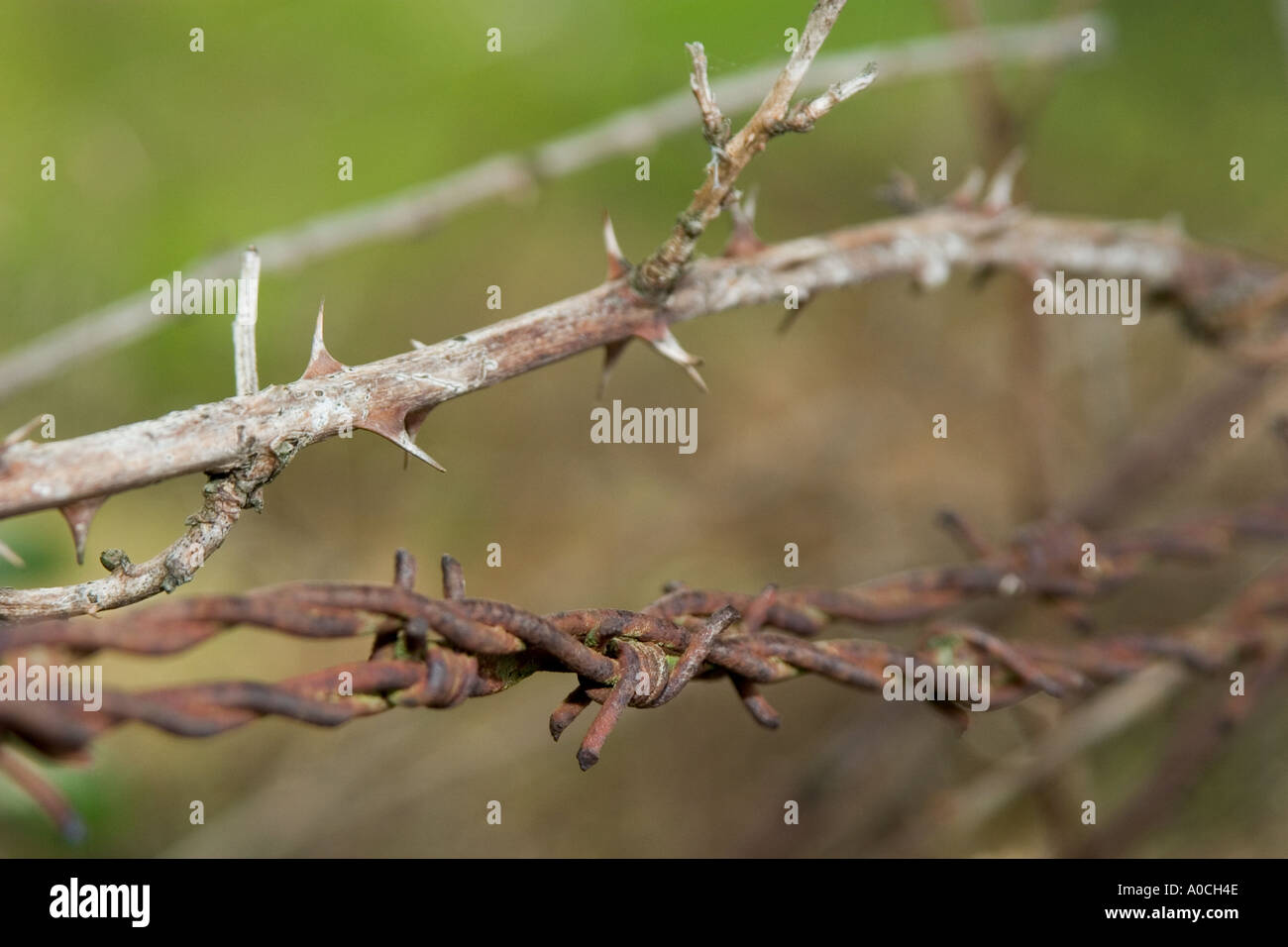 Nature versus man made hi-res stock photography and images - Alamy