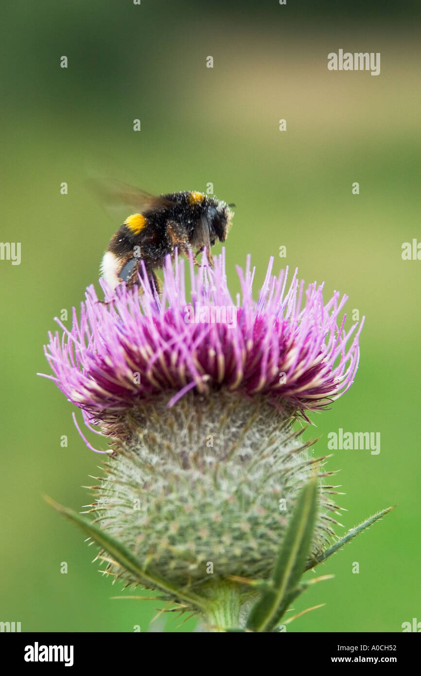 Bee aviary hi-res stock photography and images - Alamy