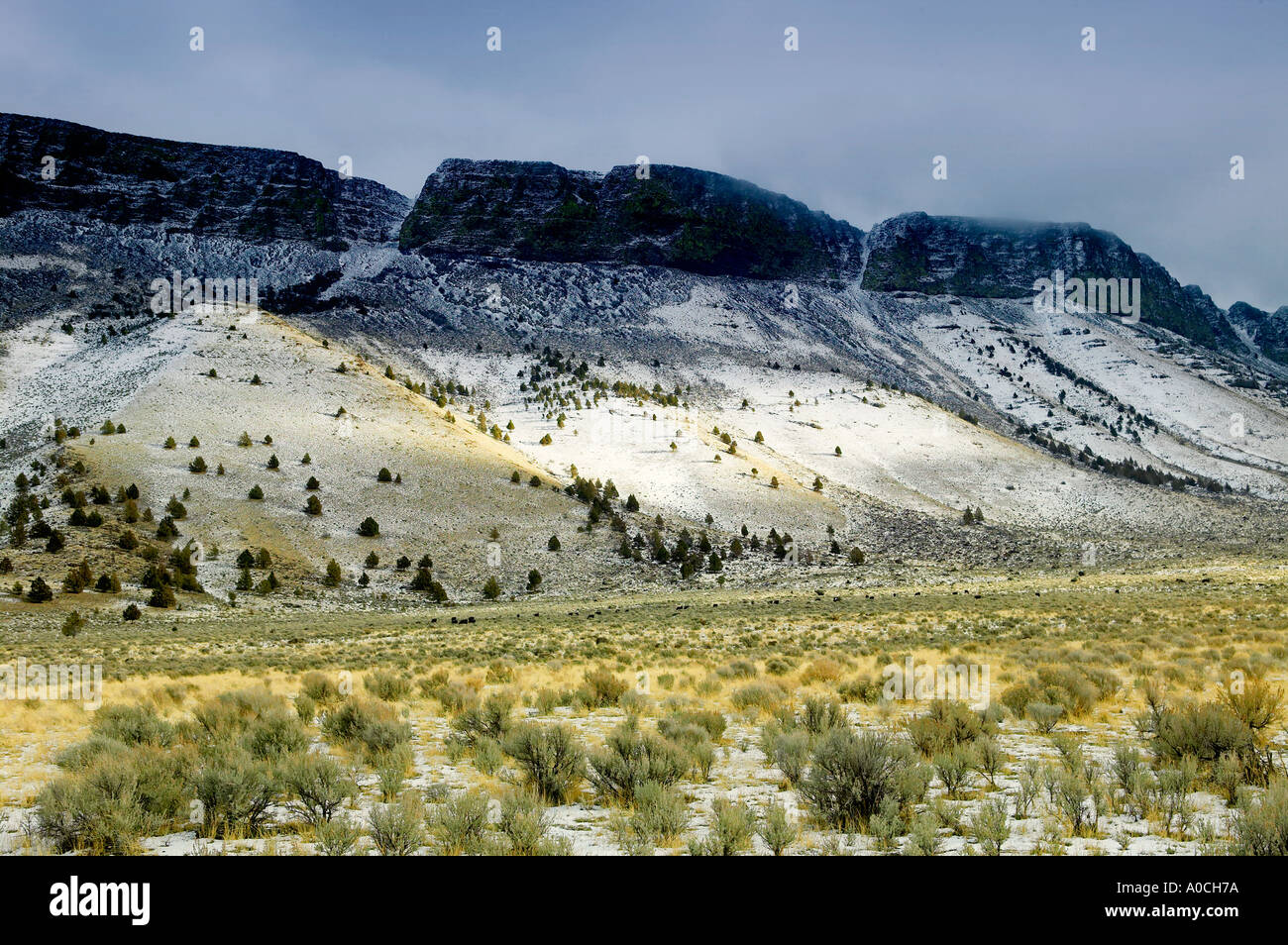 Distant cows and Abert Rim after snow Oregon Stock Photo - Alamy