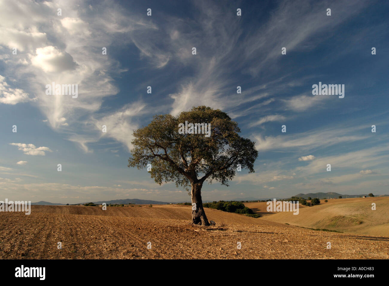 Lonely cypress tree hi-res stock photography and images - Alamy
