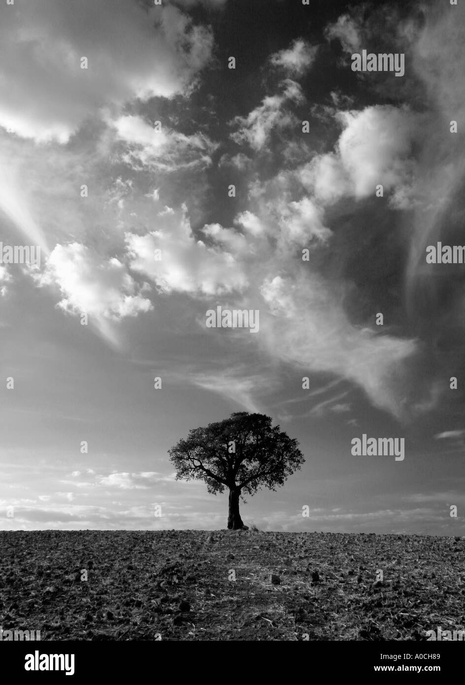 Lonely Tuscan Cypress tree Stock Photo - Alamy
