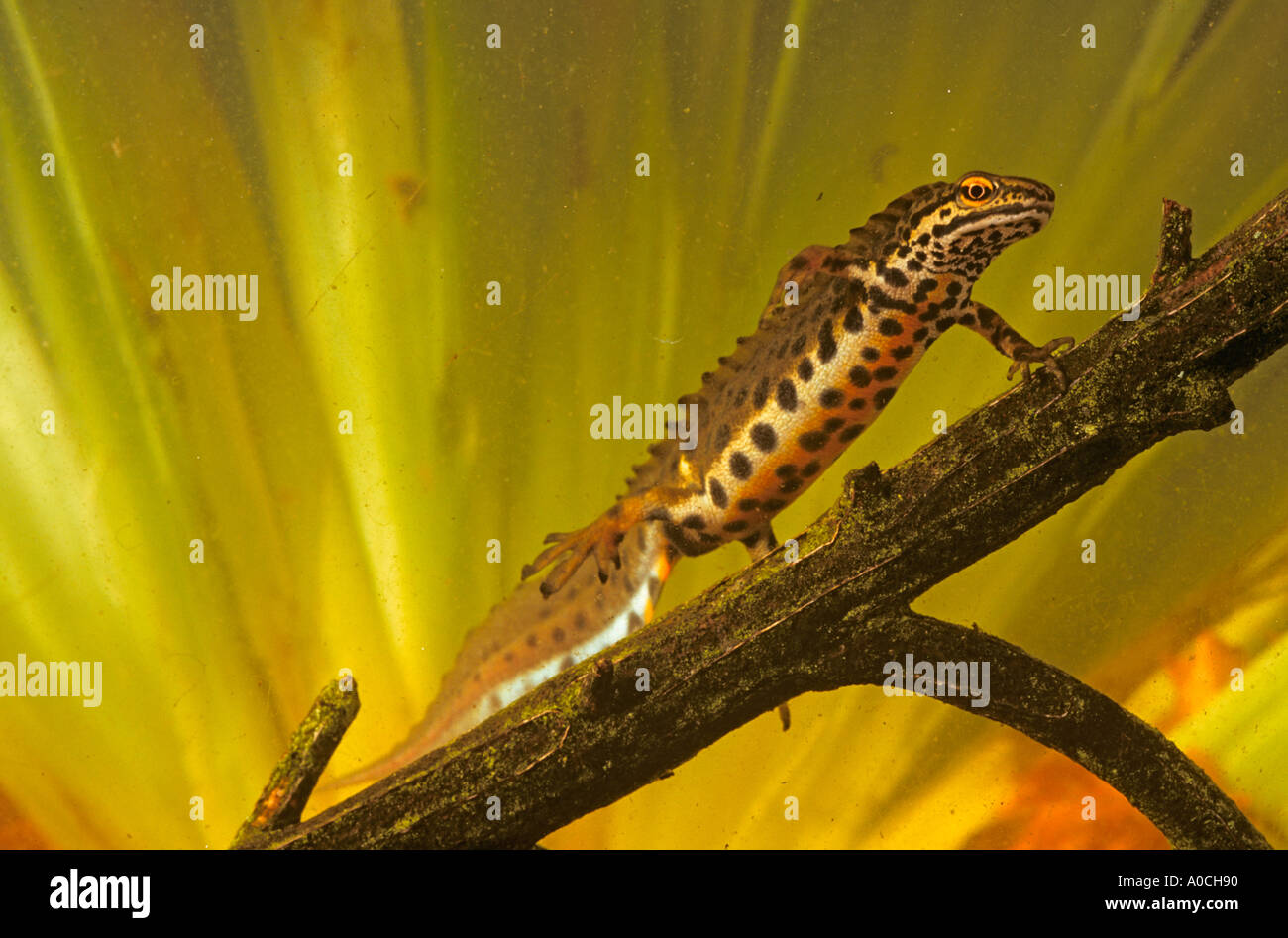 Crested Newt Triturus cristatus in breeding pond April Stock Photo - Alamy