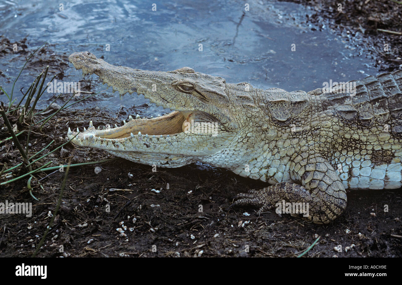 Crocodile Lake Boringo Kenya Stock Photo - Alamy
