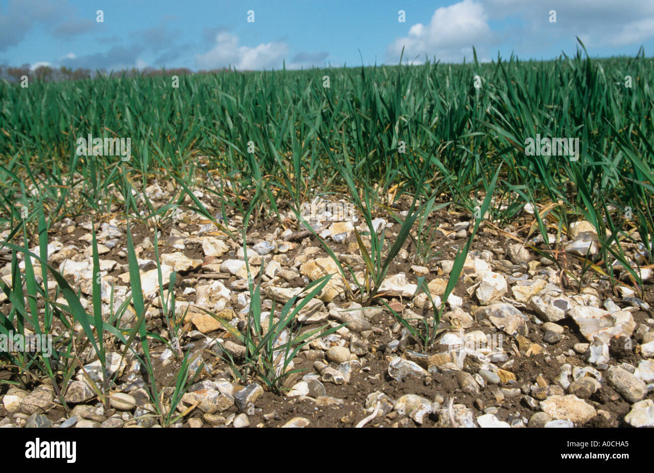 Crop failure hi-res stock photography and images - Alamy