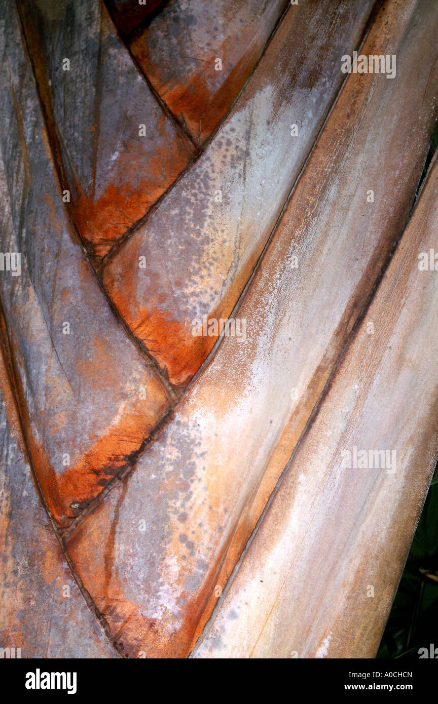 Travellers palm flower Strelitziaceae Ravenala Madagascariensis Stock ...