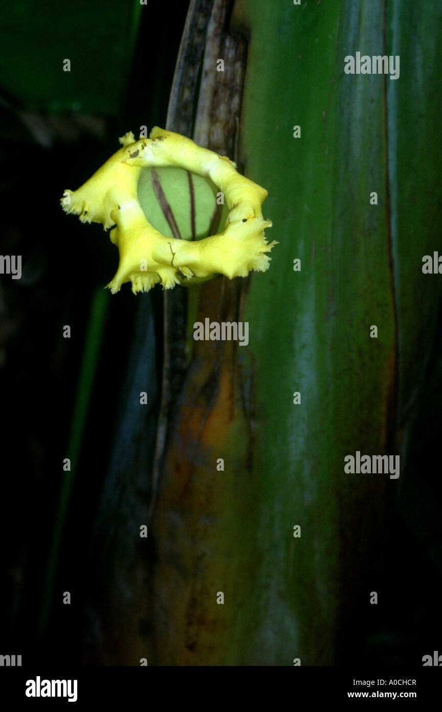 Travellers palm flower Strelitziaceae Ravenala Madagascariensis Stock ...