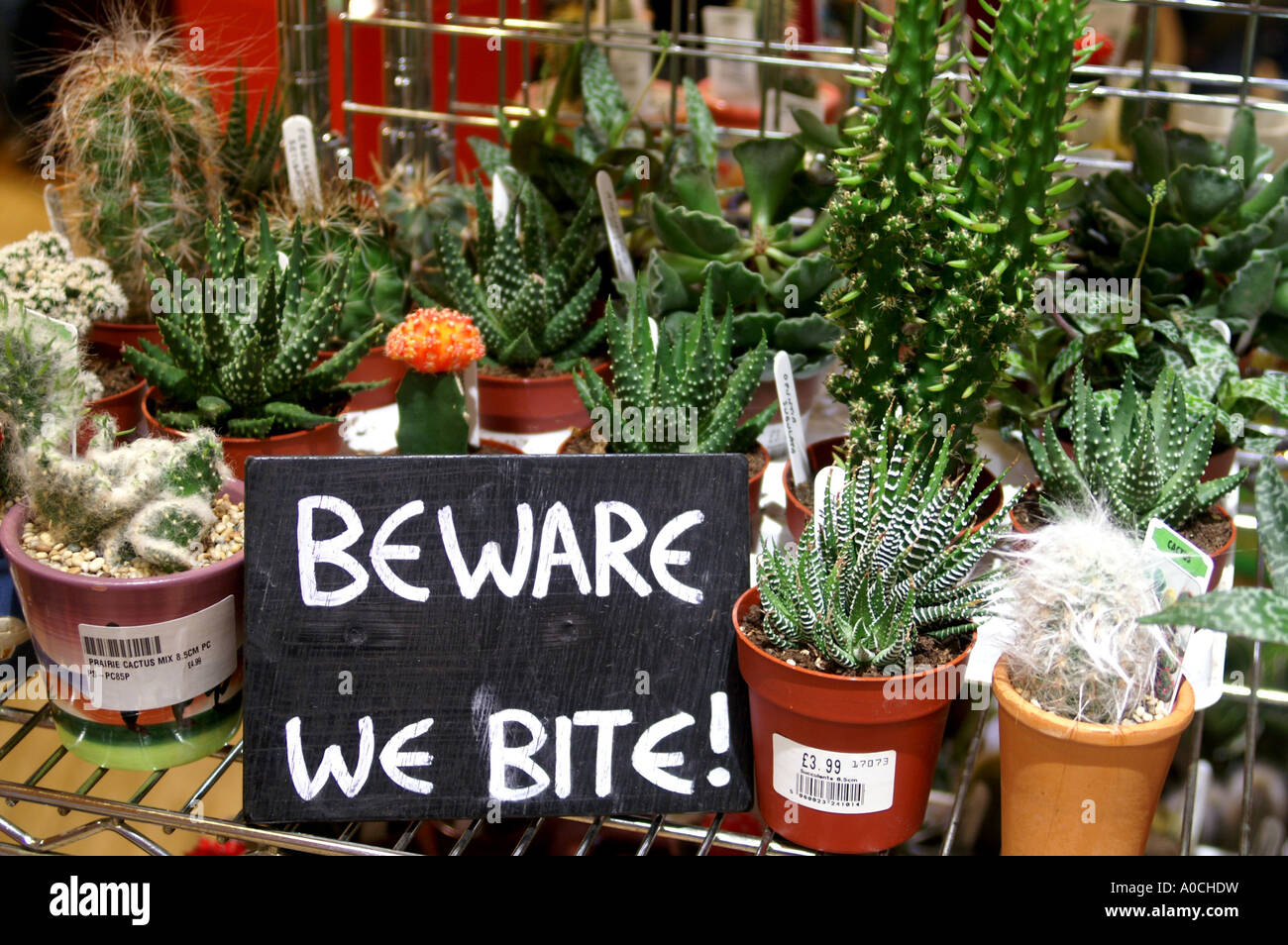 cactus cactii for sale on display in shop at Eden Project Cornwall ...