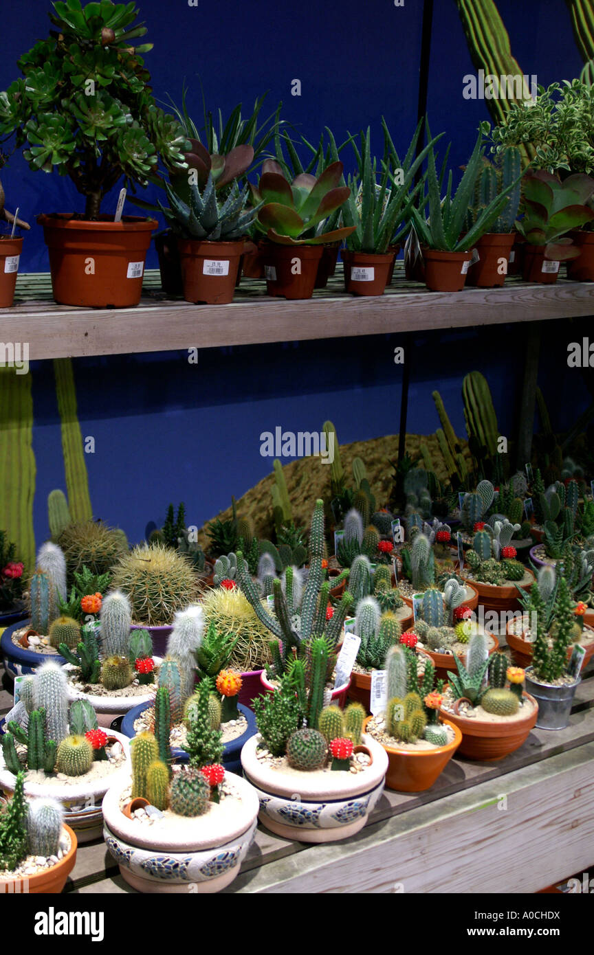 cactus cactii for sale on display in shop at Eden Project Cornwall ...