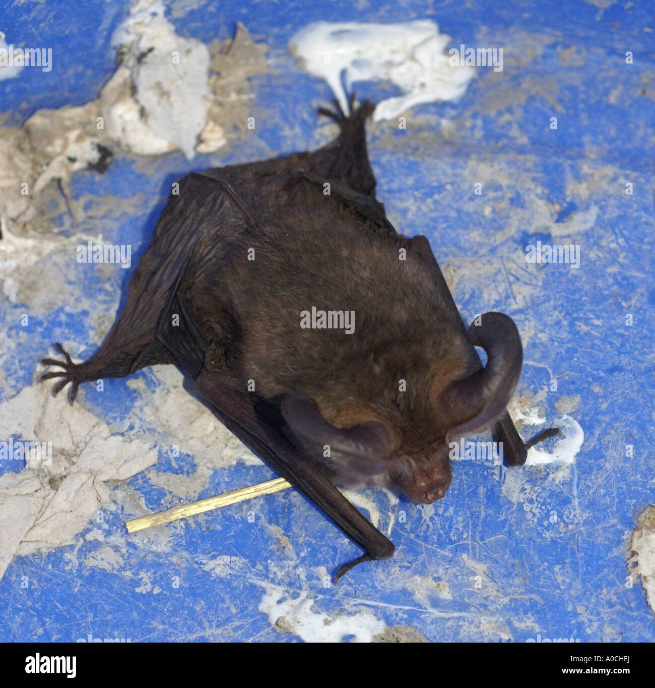 Long eared bat Stock Photo - Alamy
