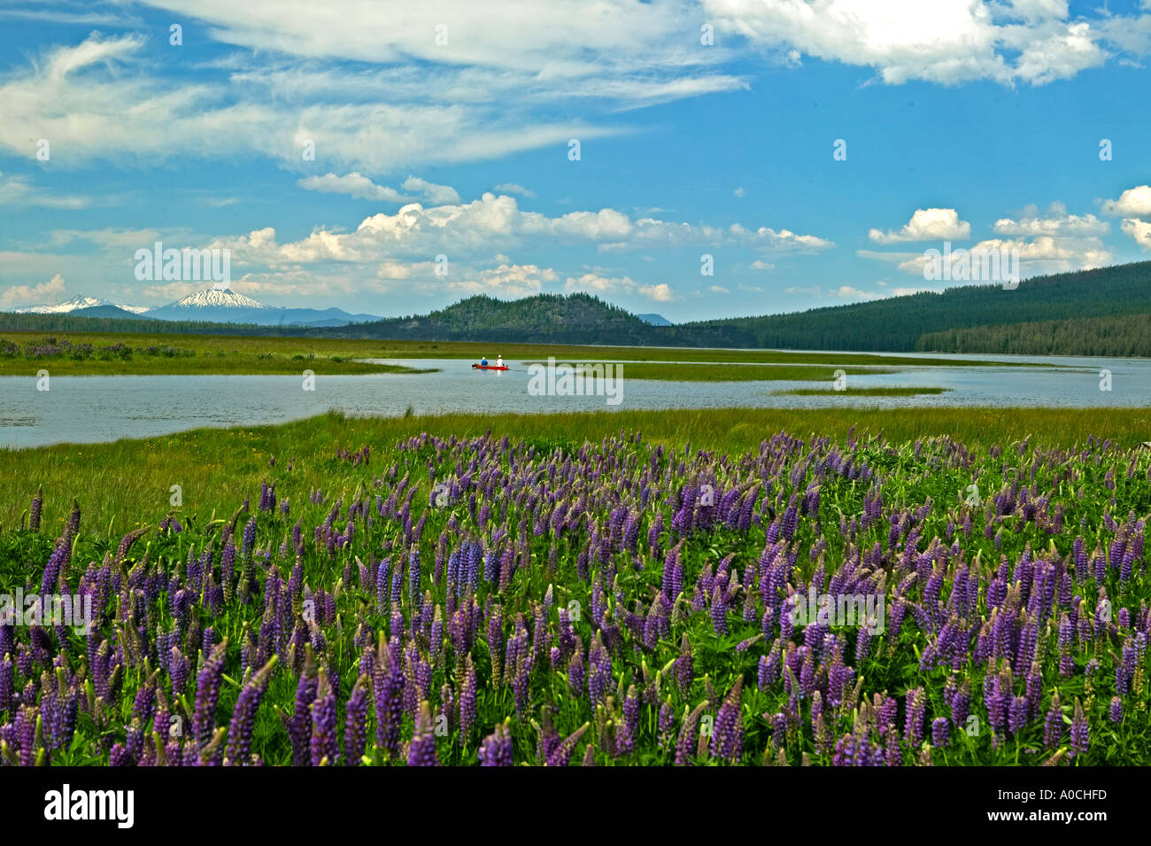 Wildflowers mostly lupine at Davis Lake Oregon Stock Photo - Alamy