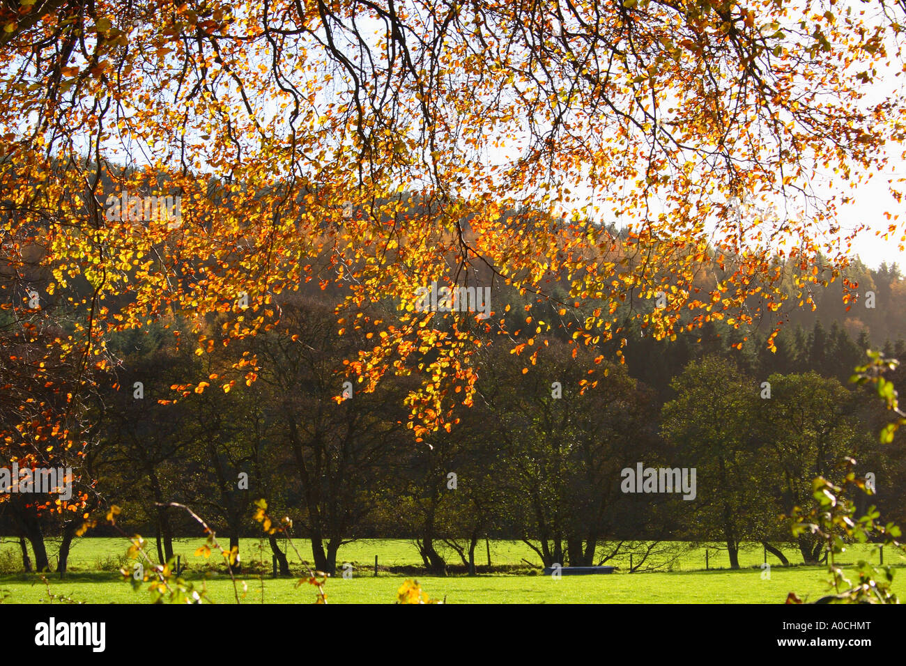 Overhanging leaves hi-res stock photography and images - Alamy
