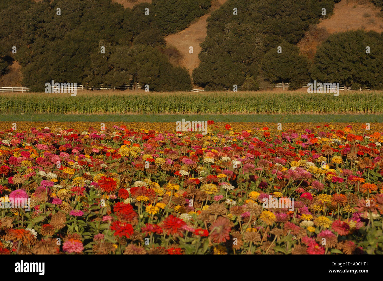 Field of Wildflowers Stock Photo - Alamy