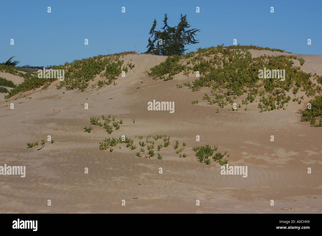 Grover beach hi-res stock photography and images - Alamy