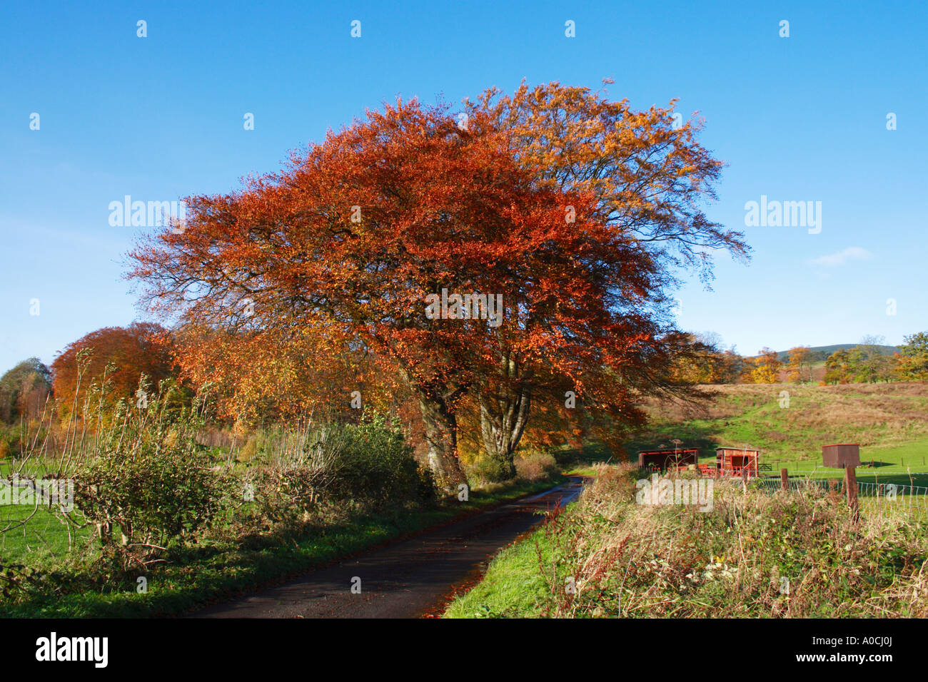 Autumn scene in Fife Scotland Stock Photo - Alamy