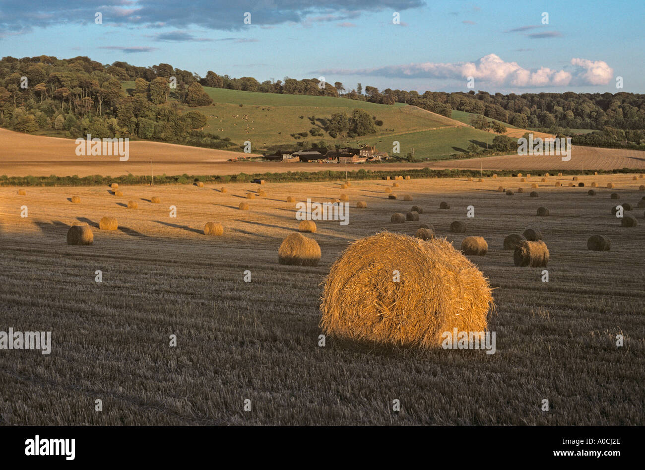 Harvest Time Down Farm Aldbury Herts Stock Photo - Alamy