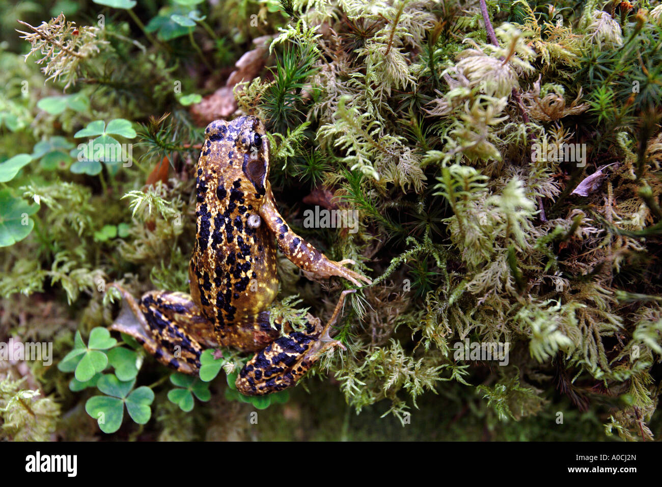The Common Frog, Ireland Stock Photo - Alamy