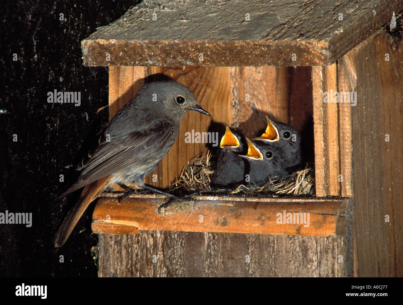 Black Redstart At Nest Box High Resolution Stock Photography and Images ...