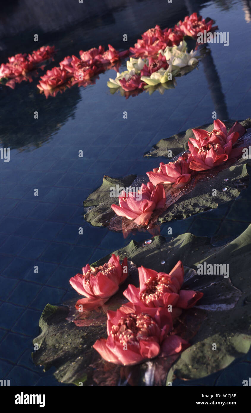 Pink water lily swimming hi-res stock photography and images - Alamy