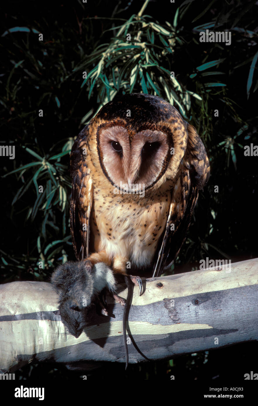 Flying Tasmanian Masked Owl