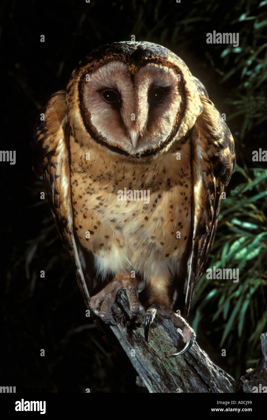 Flying Tasmanian Masked Owl